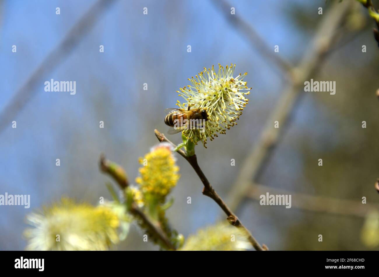 pussy willow in spring, mosquito, admiral butterfly Stock Photo - Alamy