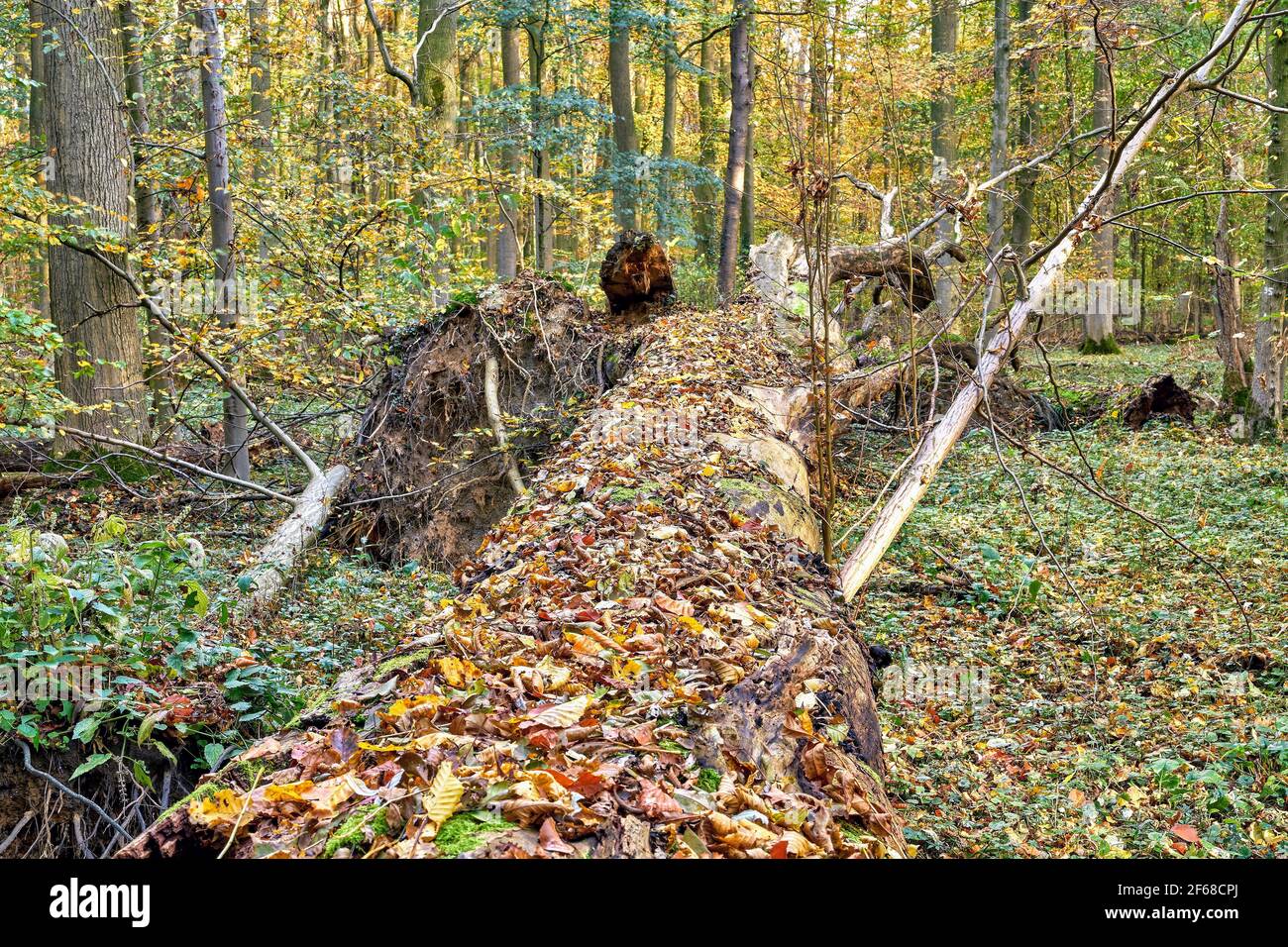 Large tree felled by storm. Standing and lying dead wood as the basis ...