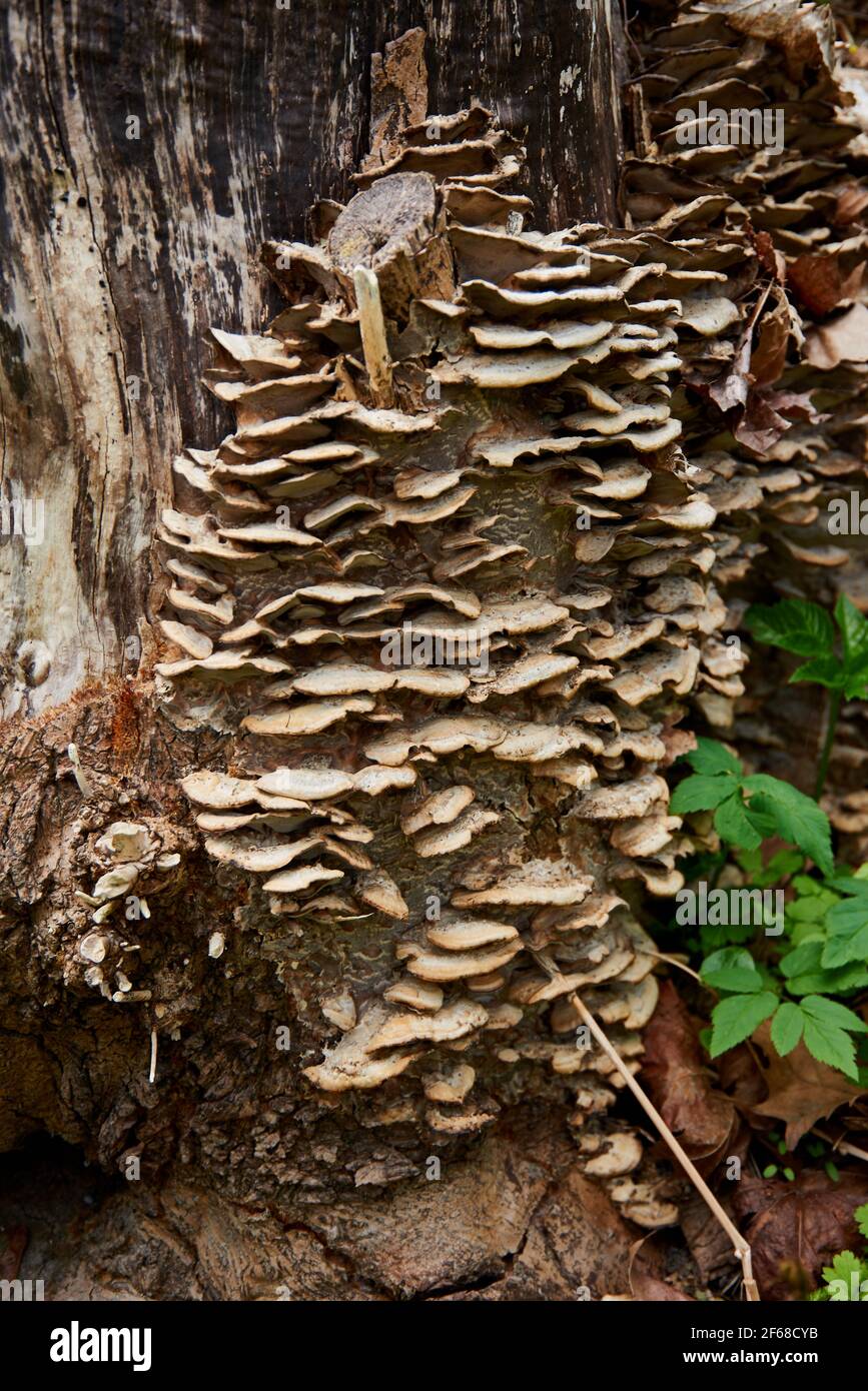 tree fungus on a dead tree trunk Stock Photo - Alamy