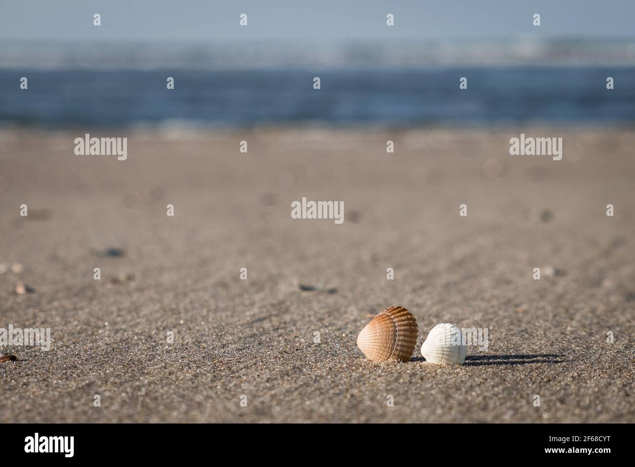 Pair of shells at the beach Stock Photo - Alamy