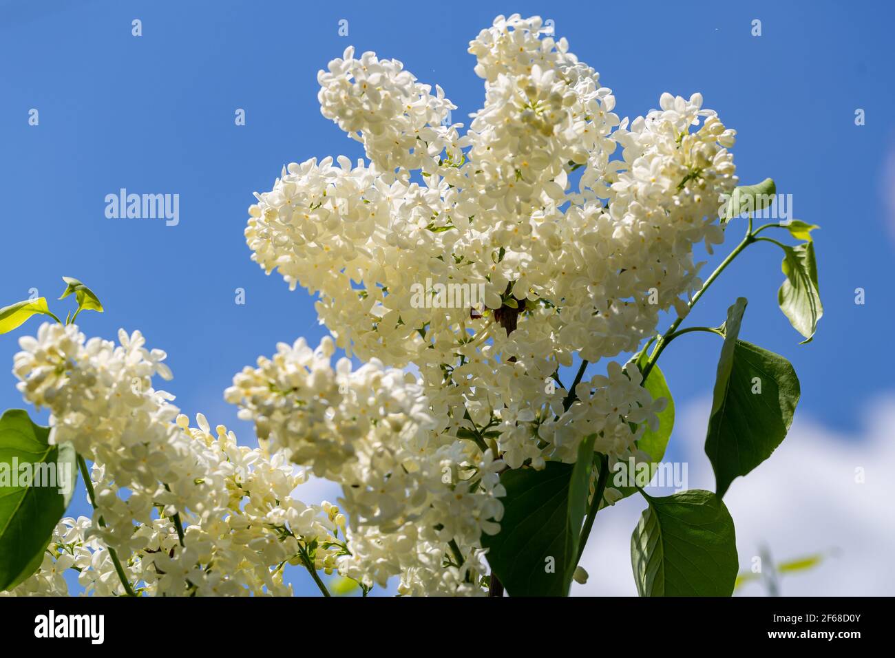 Syringa vulgaris ‘primrose’ hi-res stock photography and images - Alamy