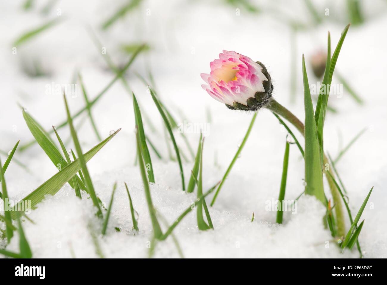 Daisy at cold snowy spring day Stock Photo - Alamy