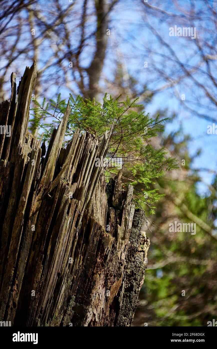 old broken tree stump in the forest Stock Photo - Alamy
