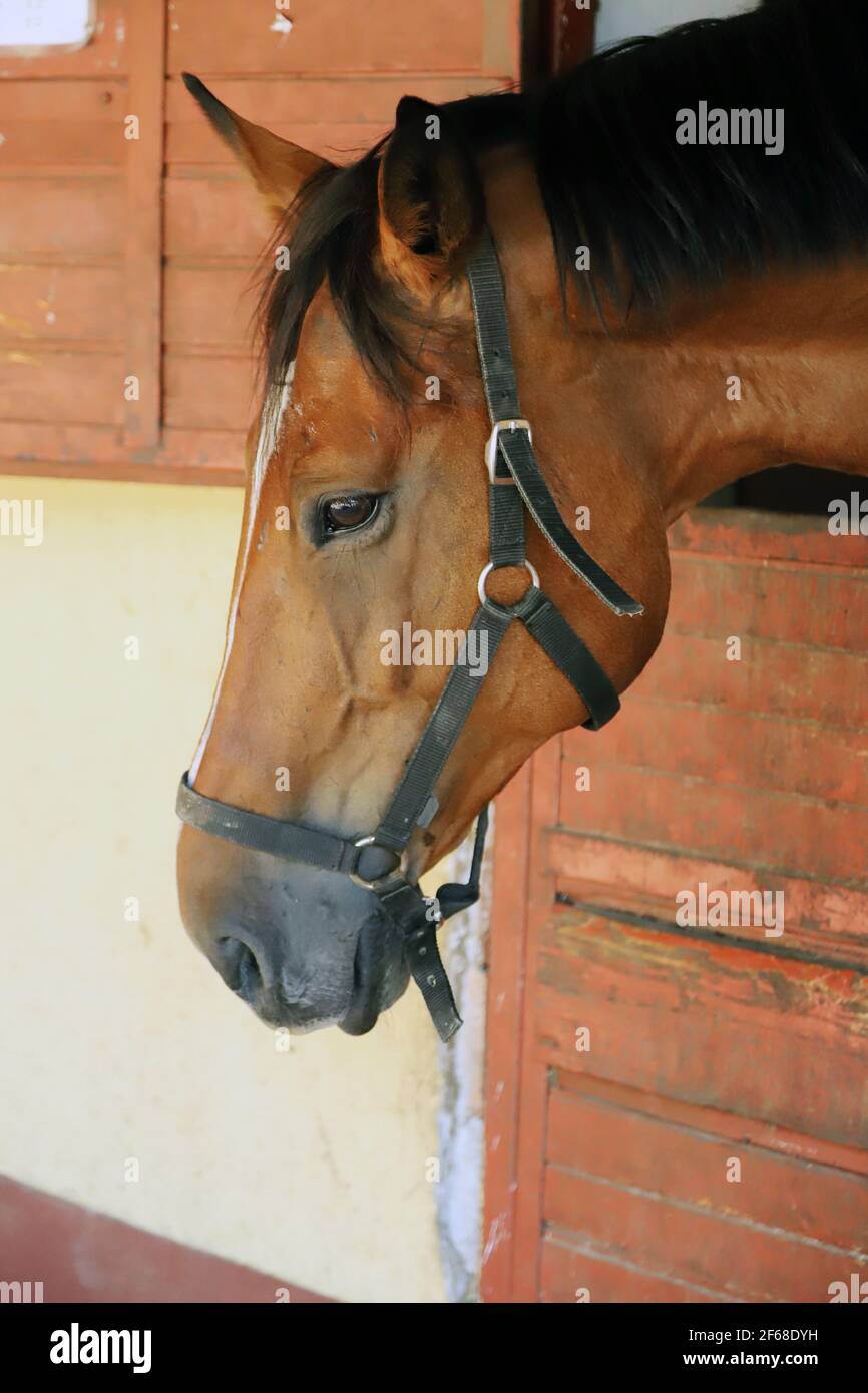 Closeup horse standing behind hi-res stock photography and images - Alamy