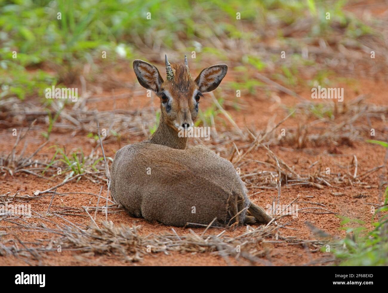 Dikdik hi-res stock photography and images - Alamy
