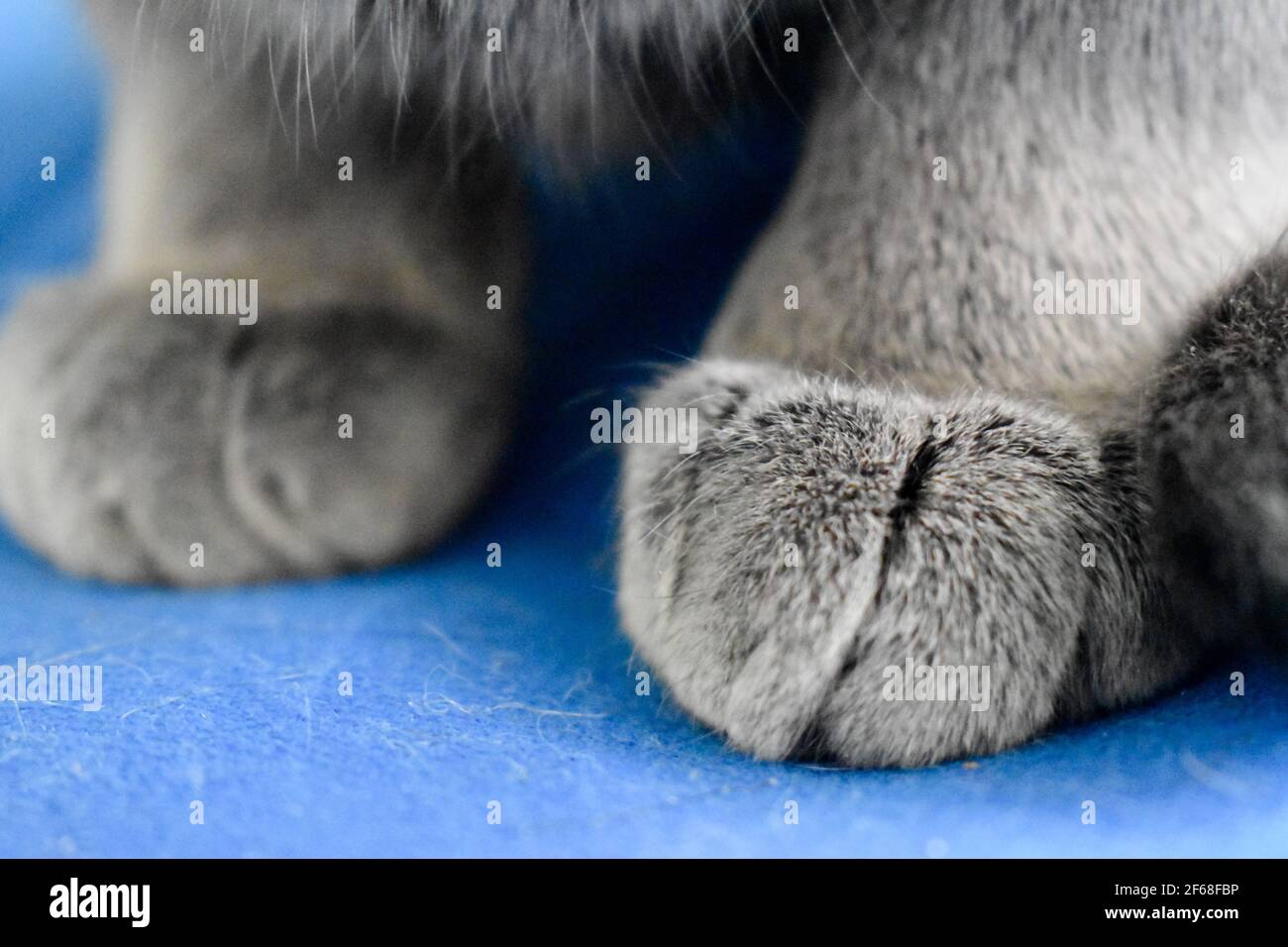 Close up tabby cats paws hi-res stock photography and images - Alamy