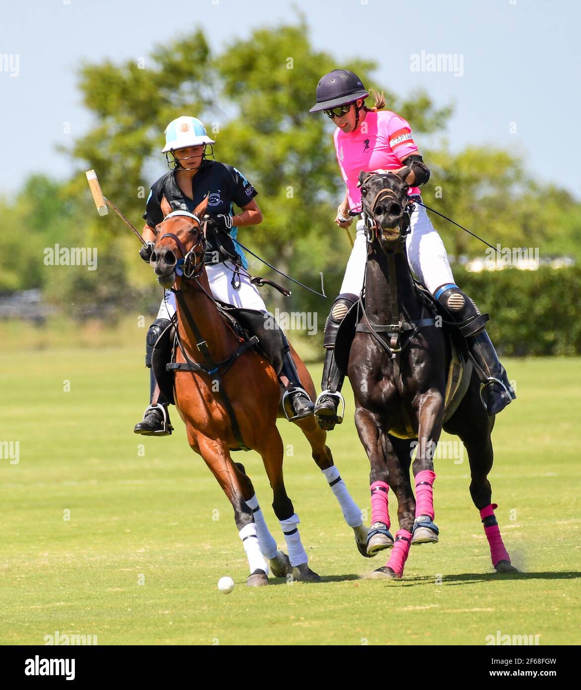 Pink pony florida hi-res stock photography and images - Alamy
