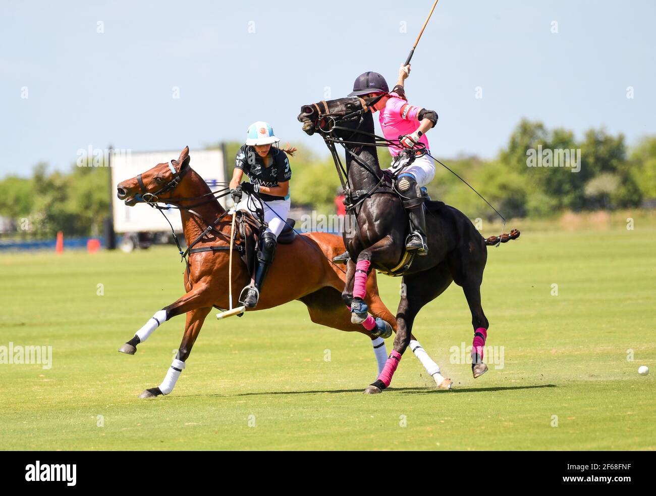 Pink pony florida hi-res stock photography and images - Alamy