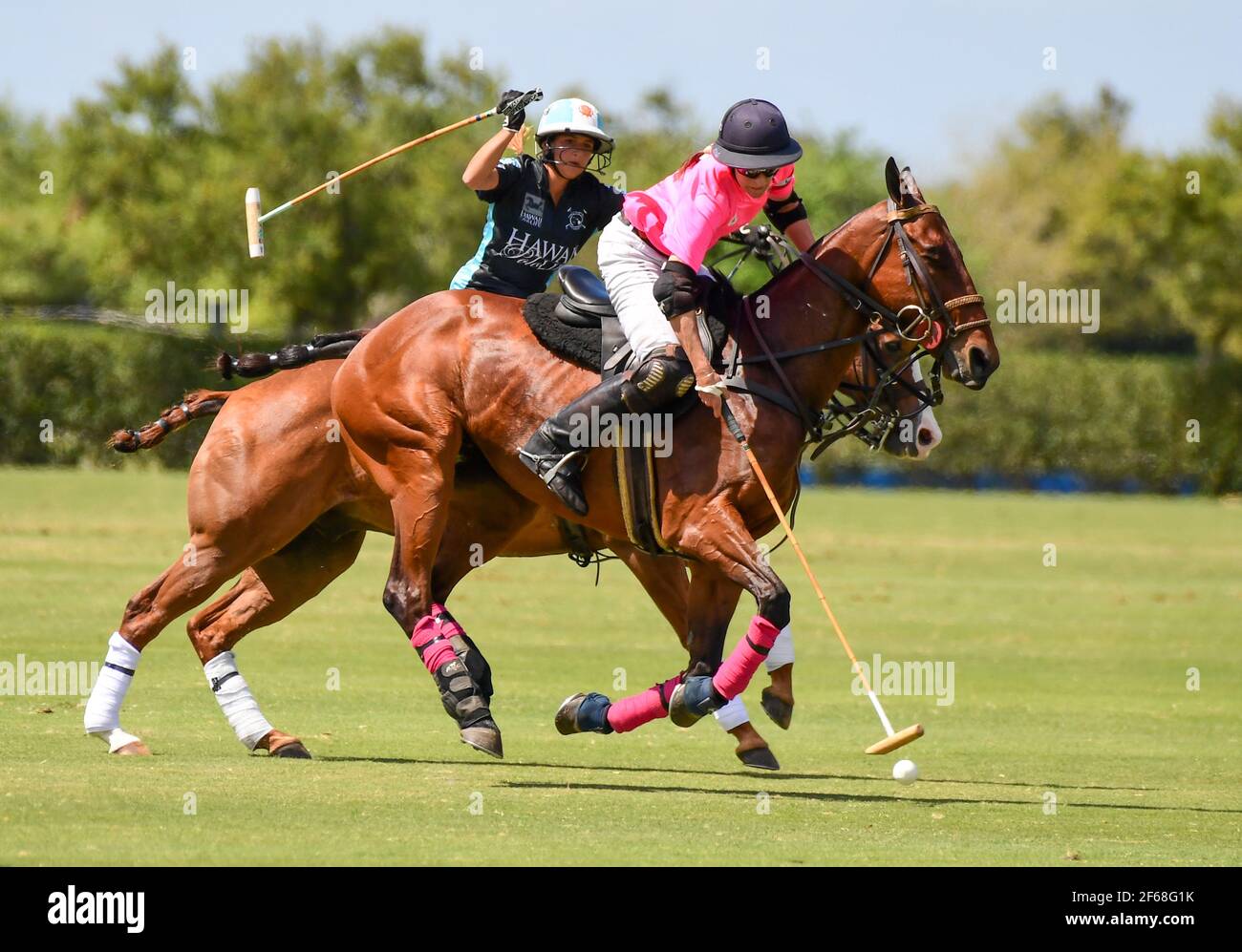 Pink pony florida hi-res stock photography and images - Alamy