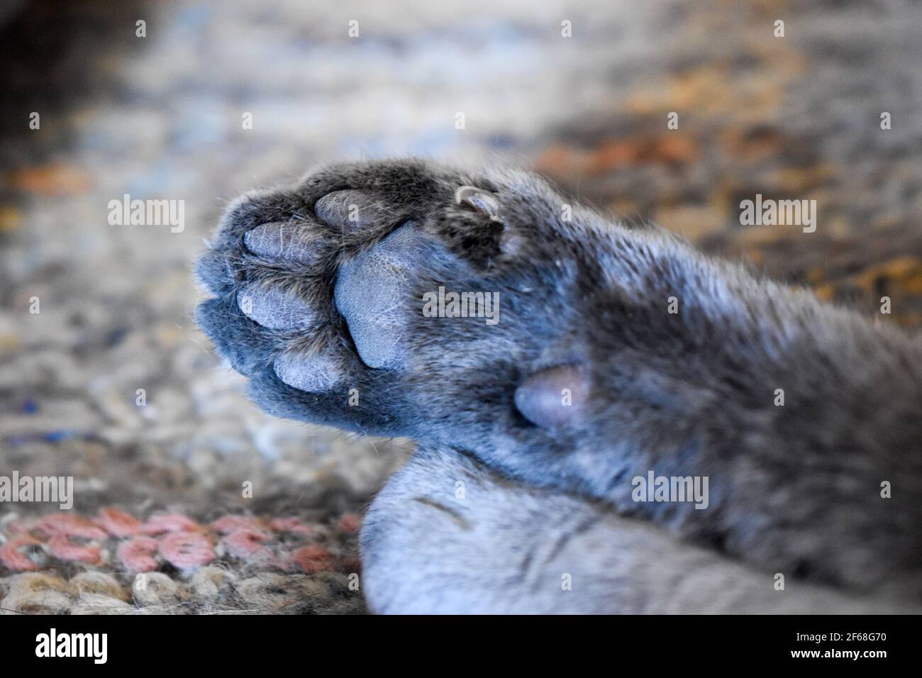 Close up tabby cats paws hi-res stock photography and images - Alamy