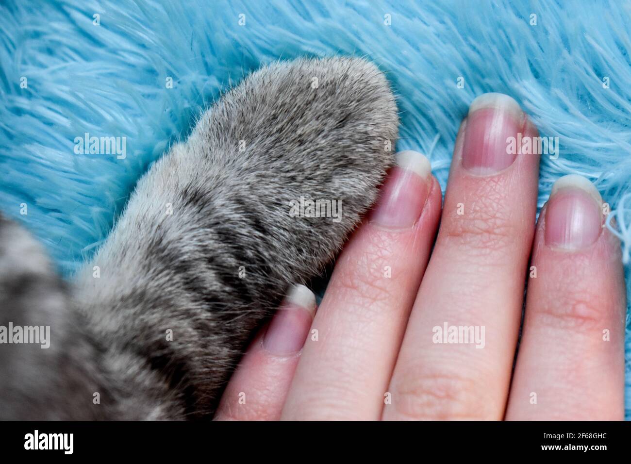Human hand and paw hi-res stock photography and images - Alamy
