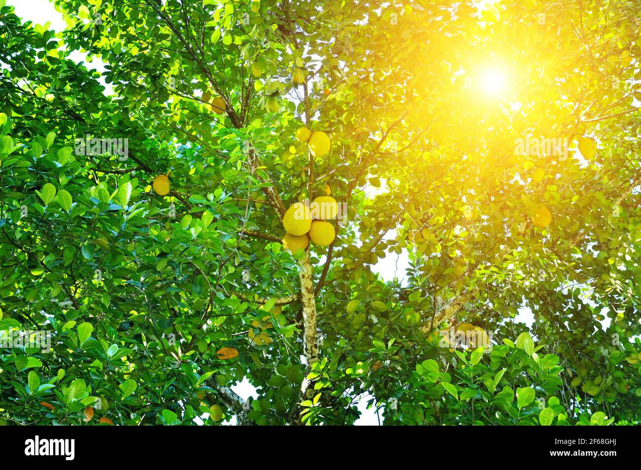 Breadfruit (Artocarpus altilis) tree with ripe fruits. The rays of the ...