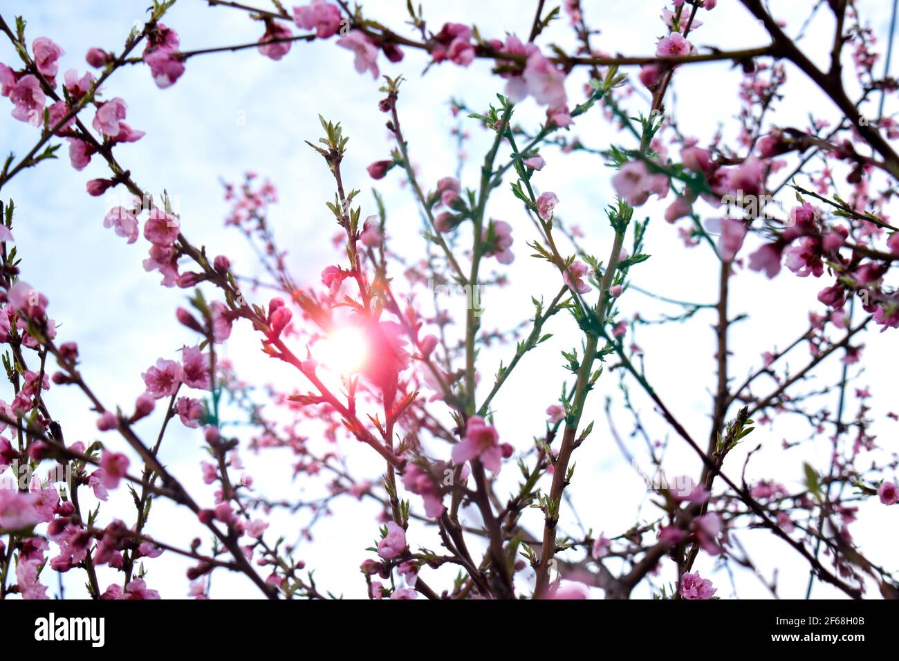 Beautiful tree in meadow hi-res stock photography and images - Alamy