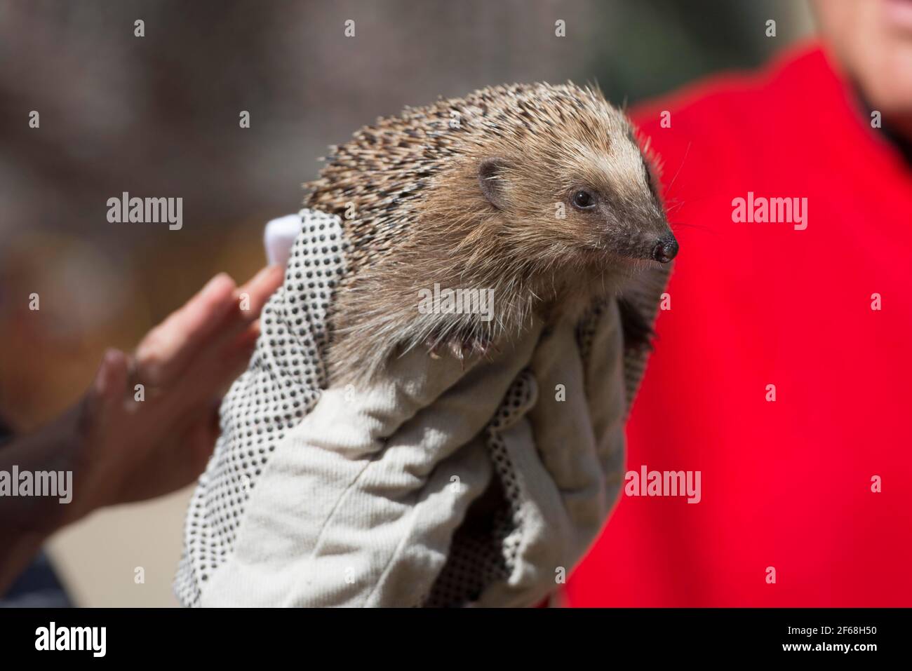 General view of a hedgehog at Hedgehog Street, Hampton Court Palace ...