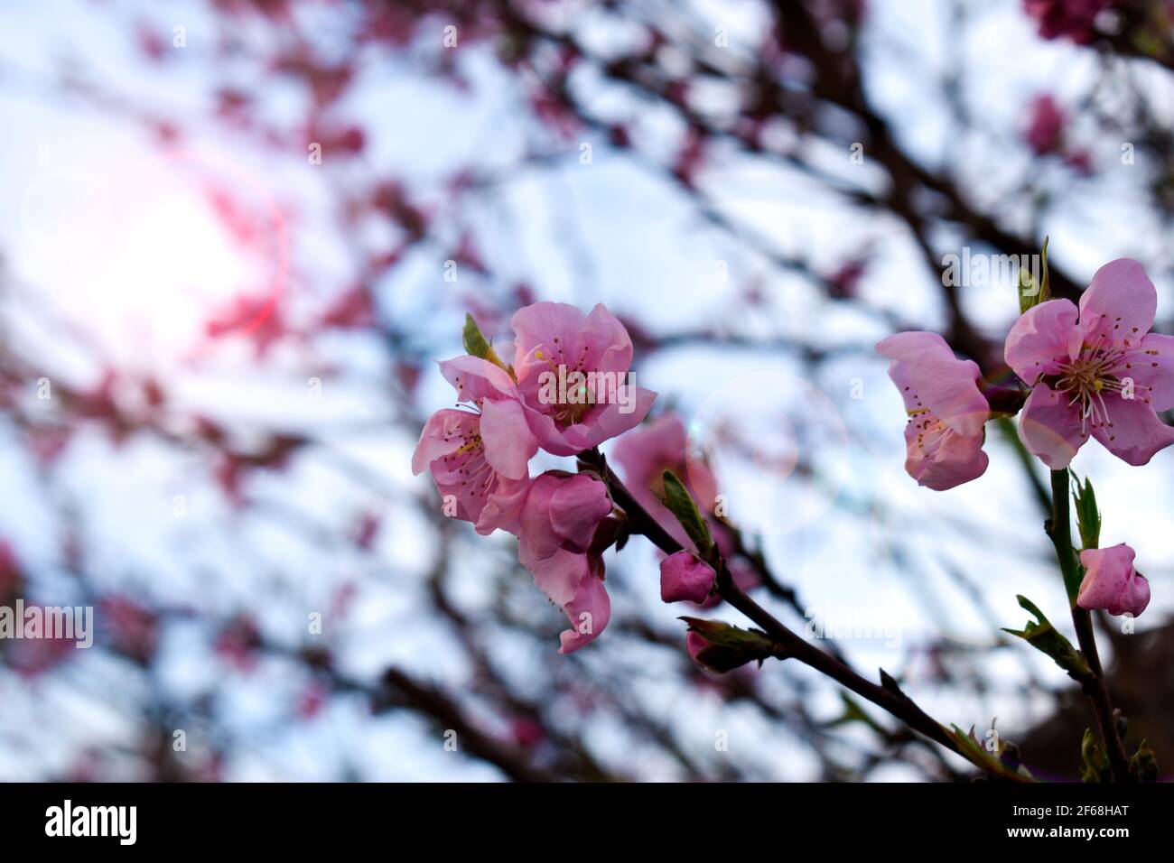 Part of the peach tree hi-res stock photography and images - Alamy