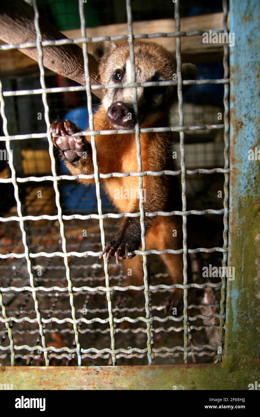 Seizure of animals hi-res stock photography and images - Alamy