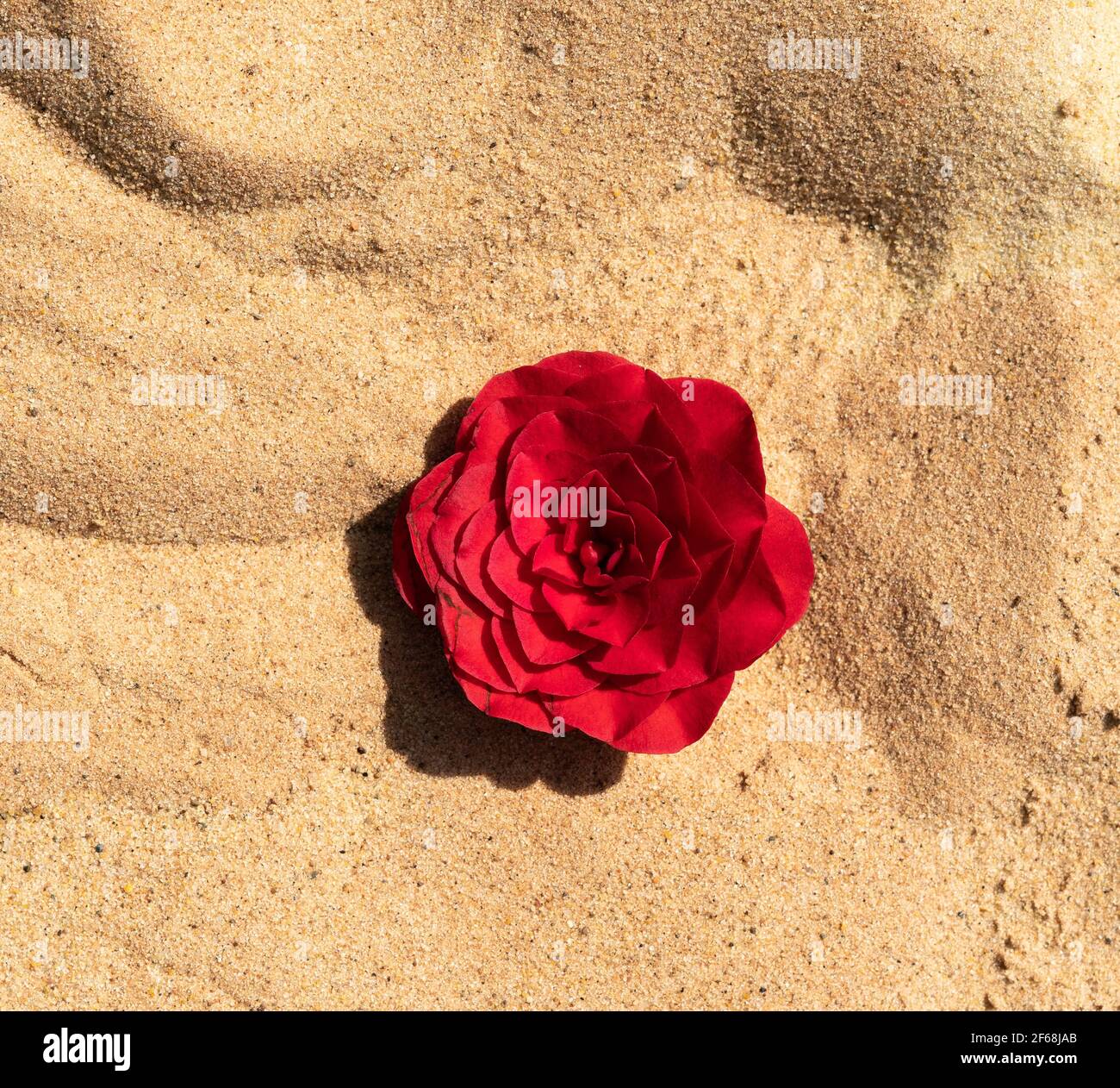 Sand carnation hi-res stock photography and images - Alamy