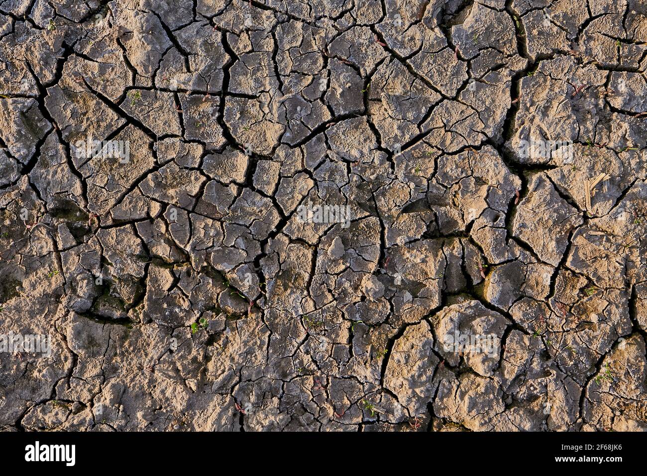 parched earth with cracks and animal tracks Stock Photo - Alamy
