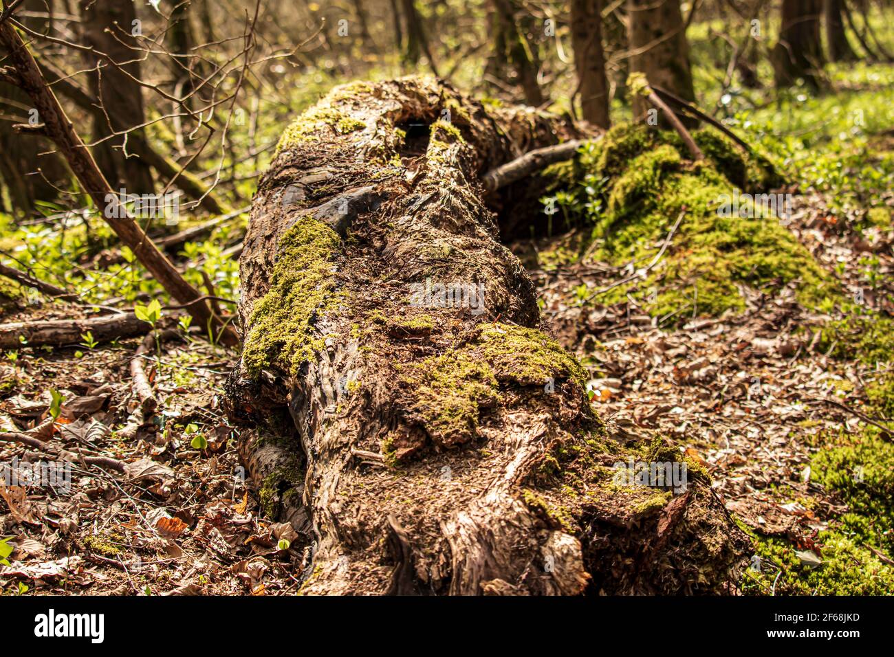 Green forest moss in the English Nature Reserve.Wrens Nest Reserve ...