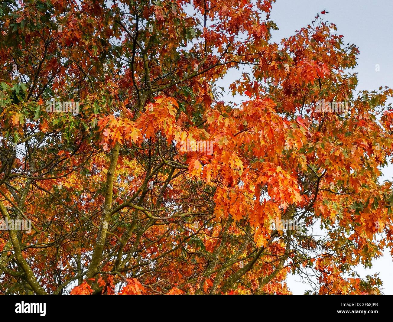 Orange oak leaves on hi-res stock photography and images - Alamy