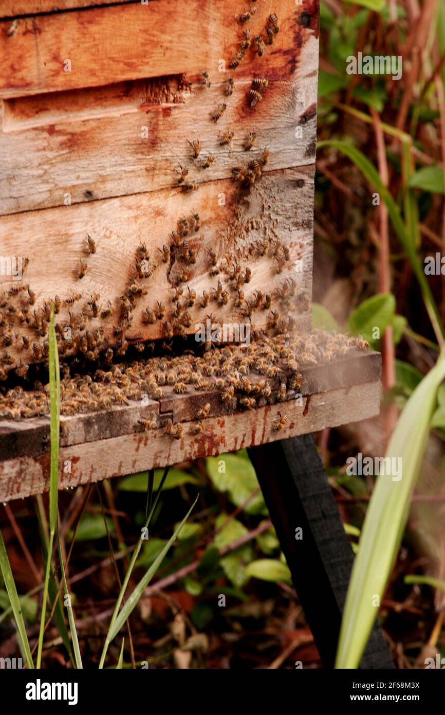 African honey bee wild swarm hi-res stock photography and images - Alamy