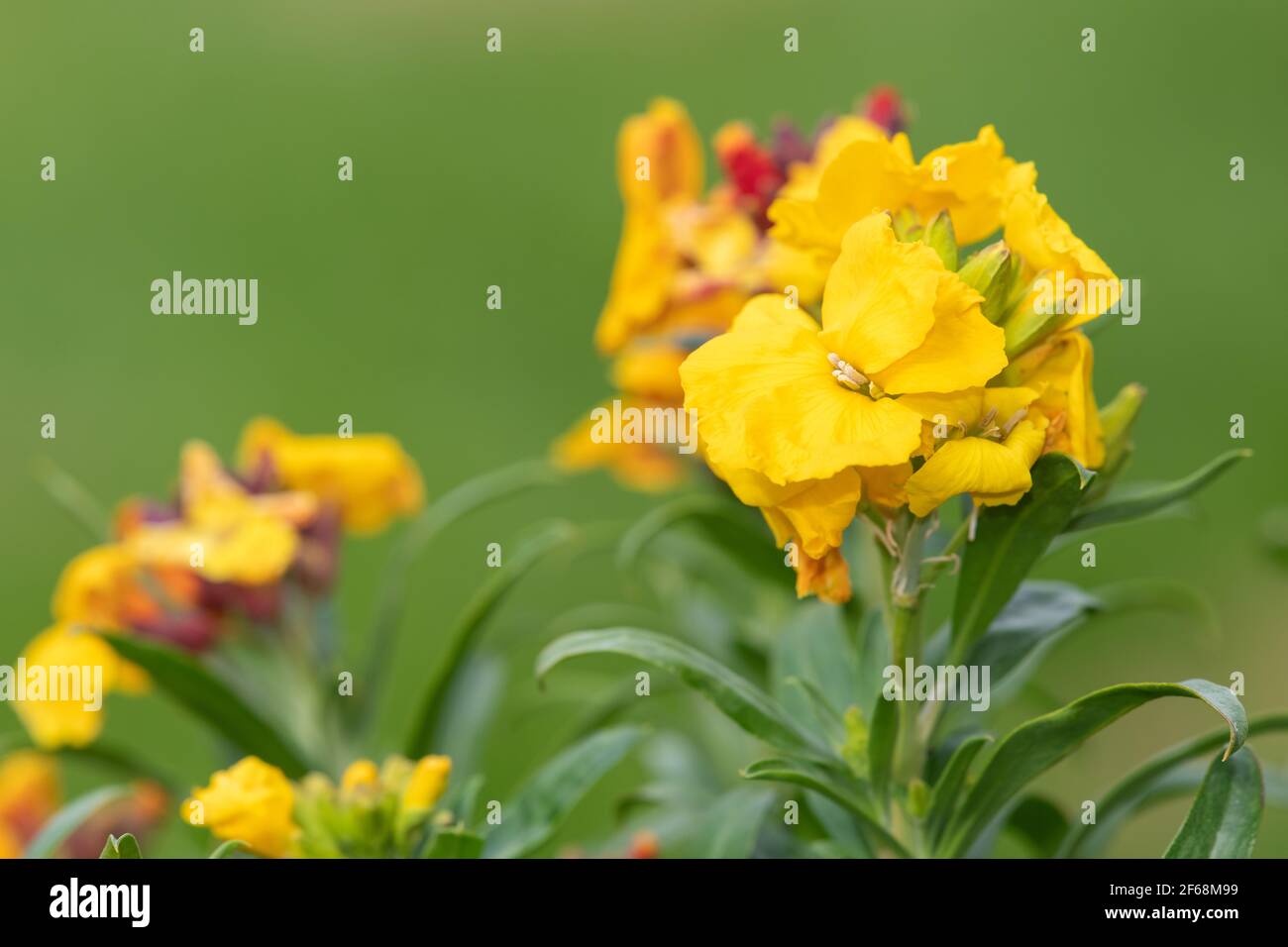 Wallflower cheiranthus cheiri brassicaceae hi-res stock photography and ...