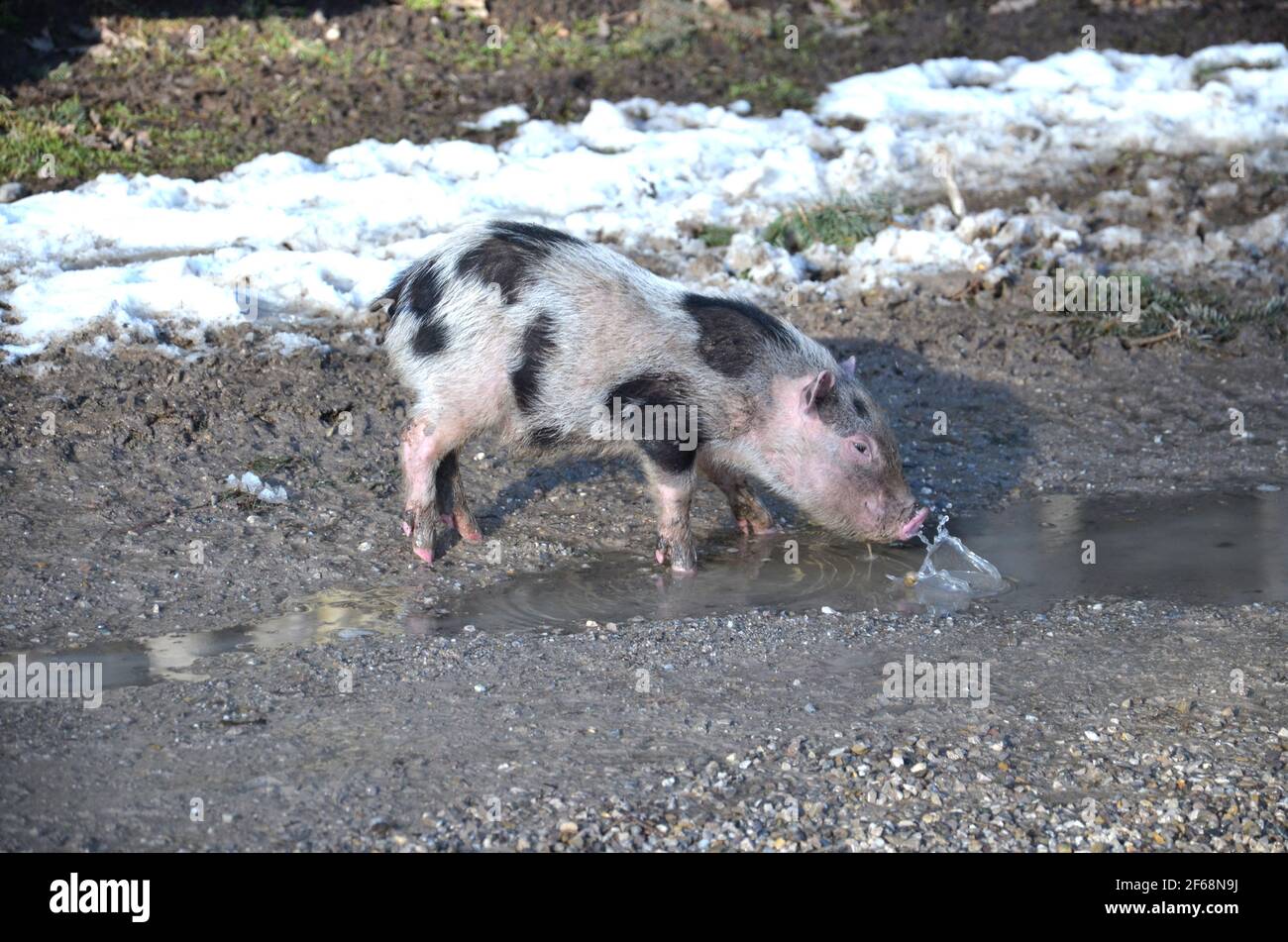 Piglet drinking water hi-res stock photography and images - Alamy