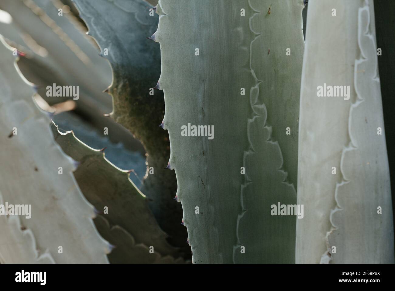 Blue agave leaves hi-res stock photography and images - Alamy