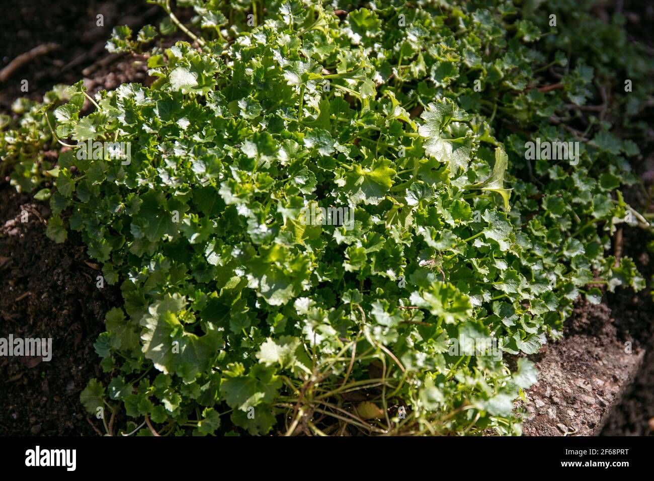 Cultivated pland of Dalmatian bellflower, Adria bellflower, Wall ...
