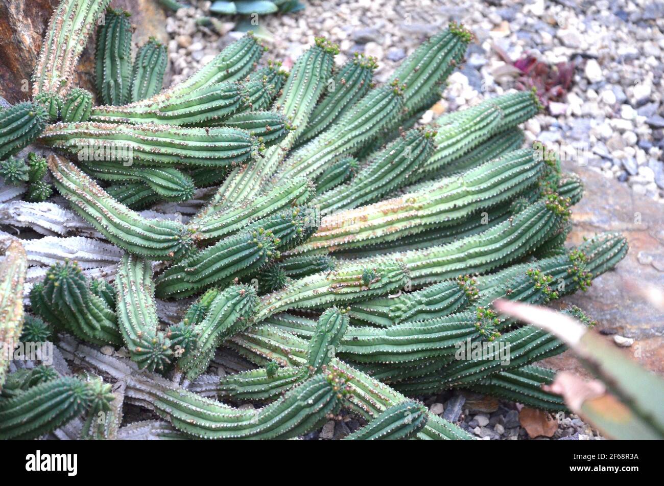 Big room full of plants hi-res stock photography and images - Alamy