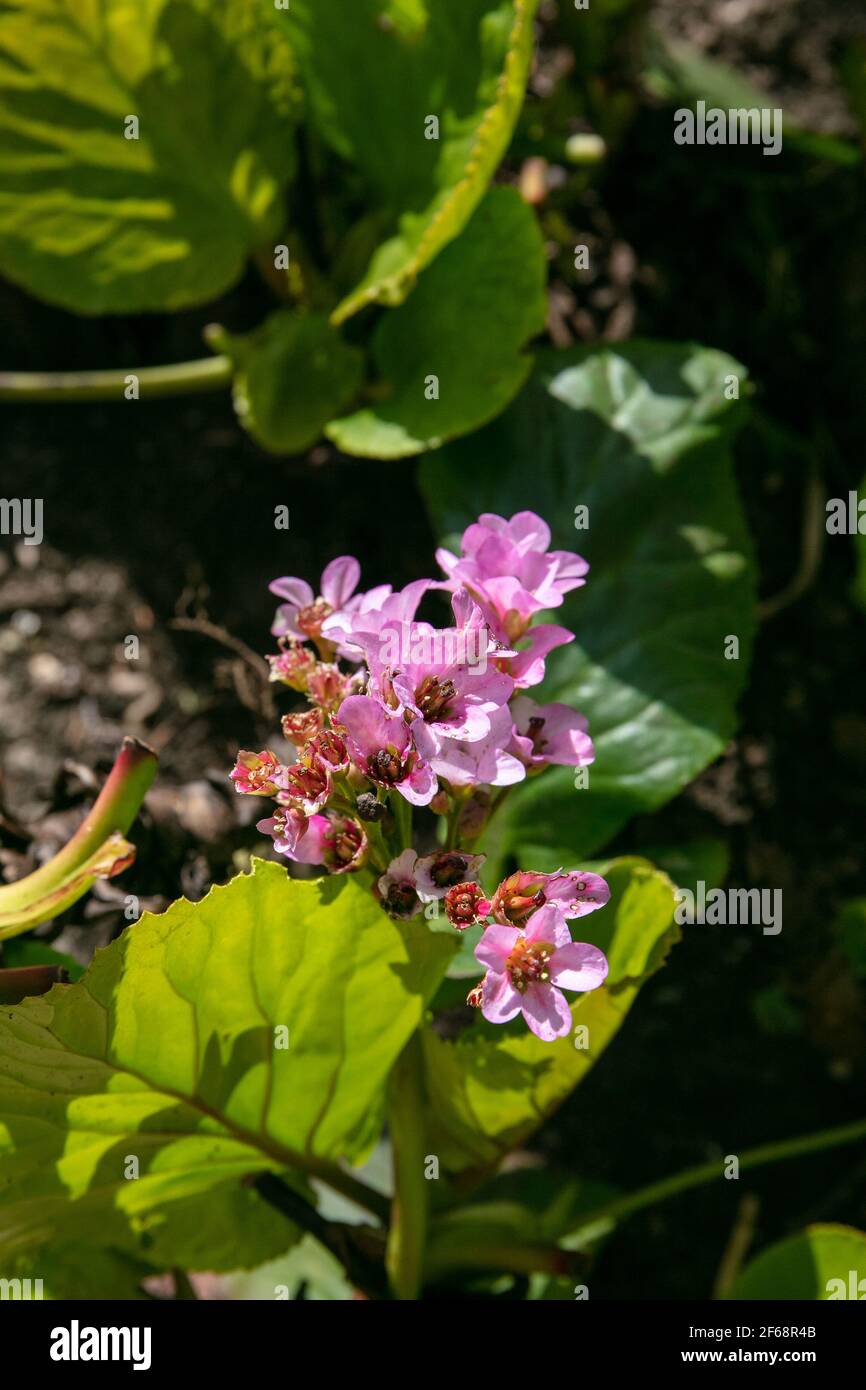 Blue saxifrage hi-res stock photography and images - Alamy