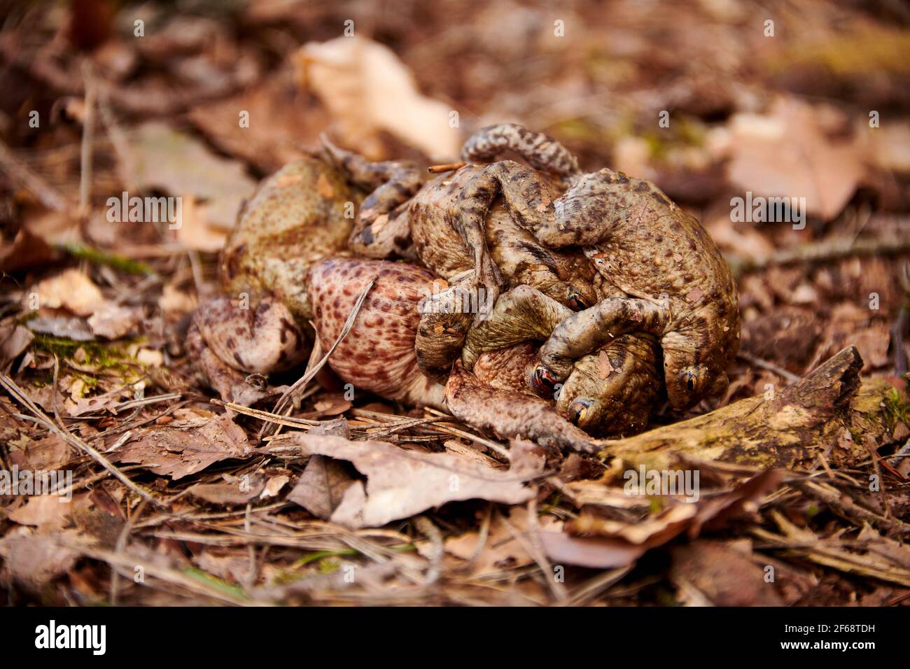 Toads mating on a forest path Stock Photo - Alamy