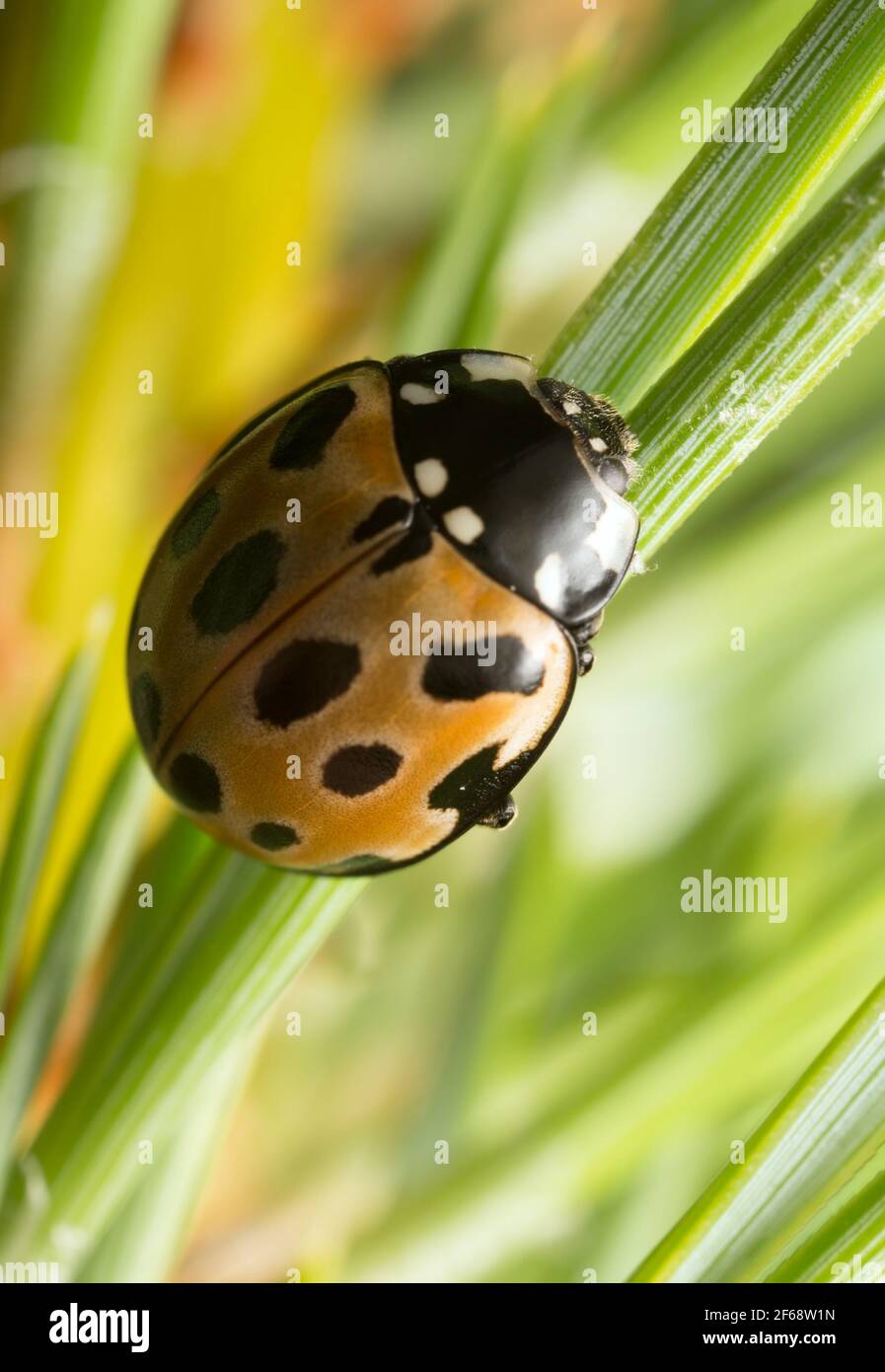 Anatis occelata hi-res stock photography and images - Alamy