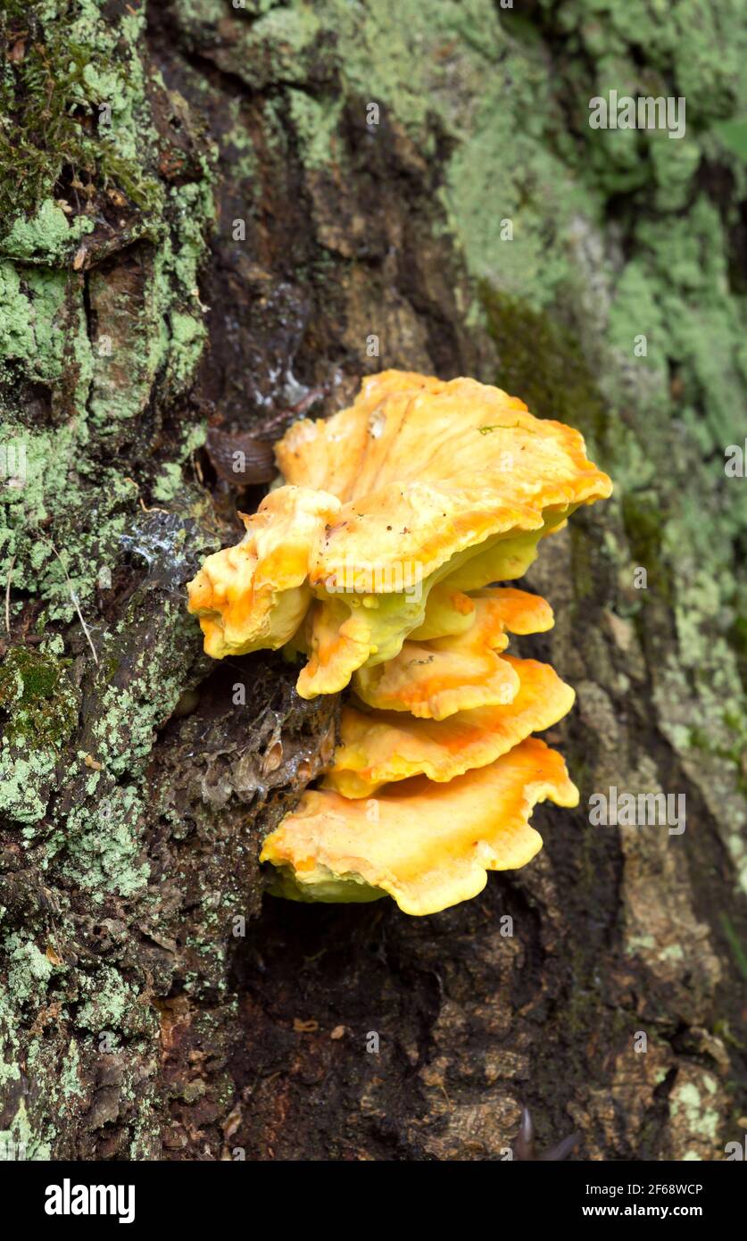 Shelf polypore hi-res stock photography and images - Alamy