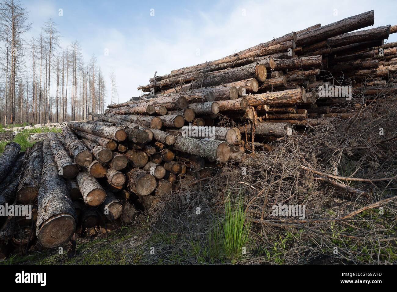 Burnt coniferous trees piled after a forest fire in sweden Stock Photo ...
