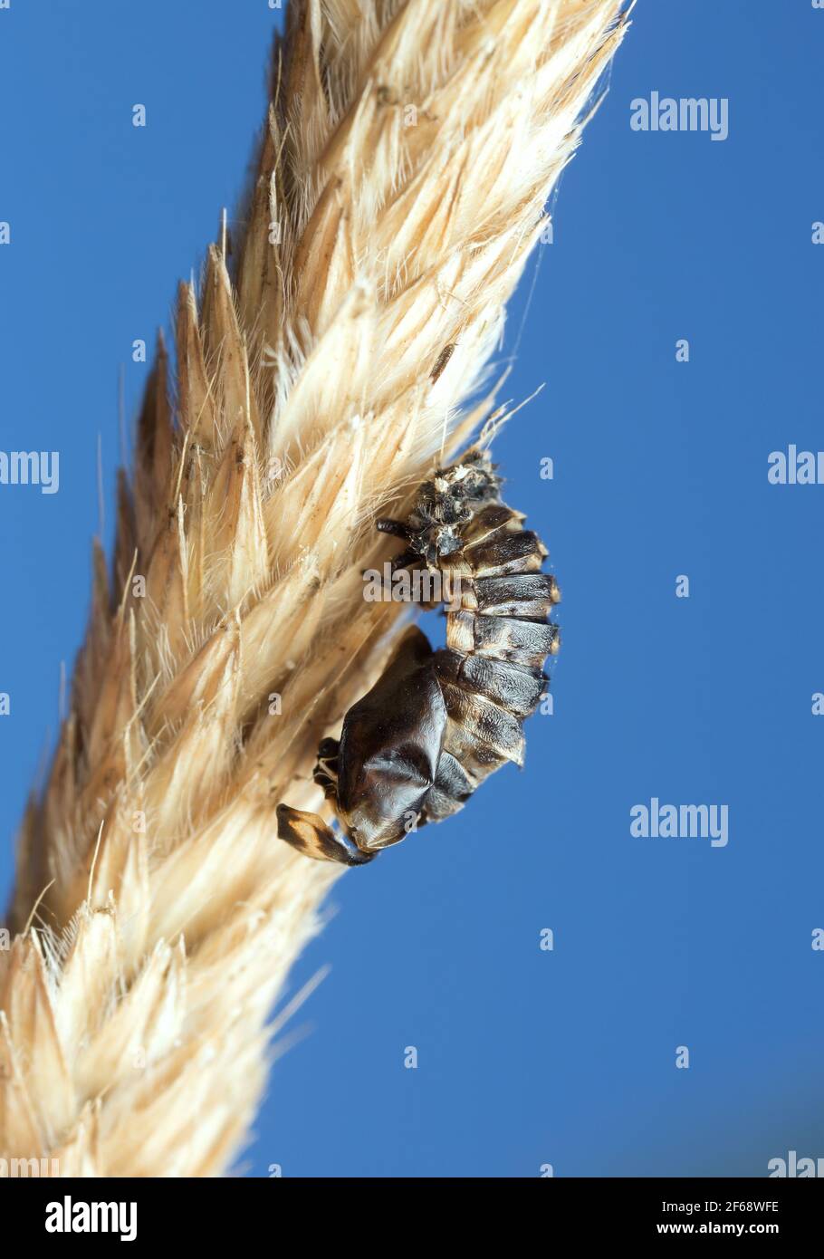 Close up photo of pupa hi-res stock photography and images - Alamy
