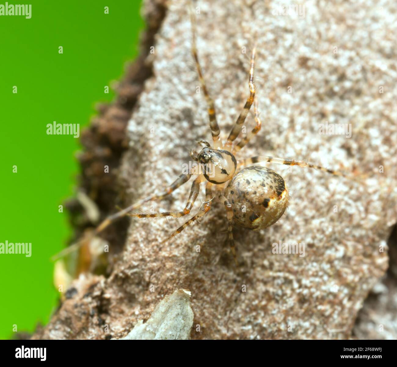 Macro photo of a pirate spider, Ero on wood Stock Photo - Alamy