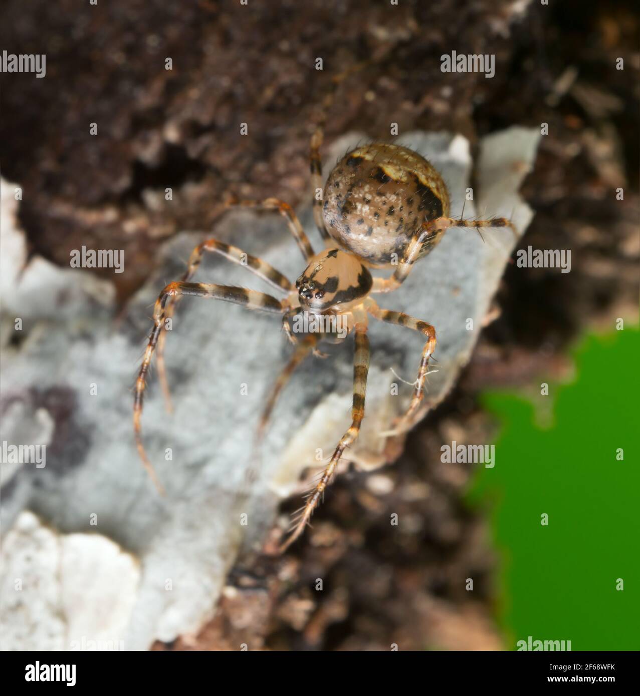 Macro photo of a pirate spider, Ero on wood Stock Photo - Alamy