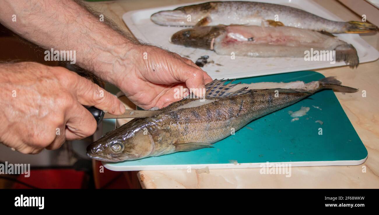 Cutting fish in the kitchen. Hands with a knife cut up fish on cutting ...