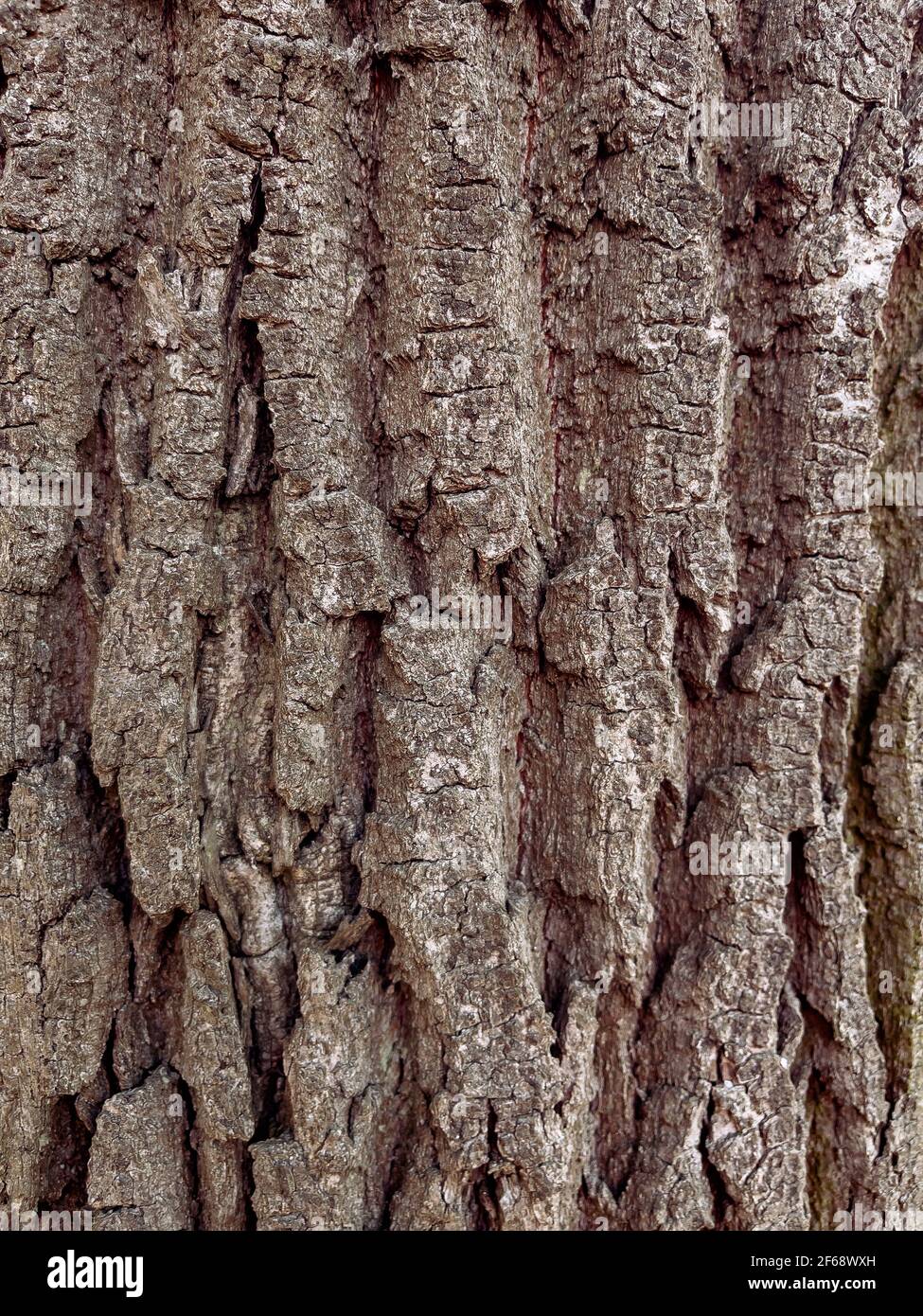 Embossed texture of the bark of tree. Pattern of natural tree bark ...
