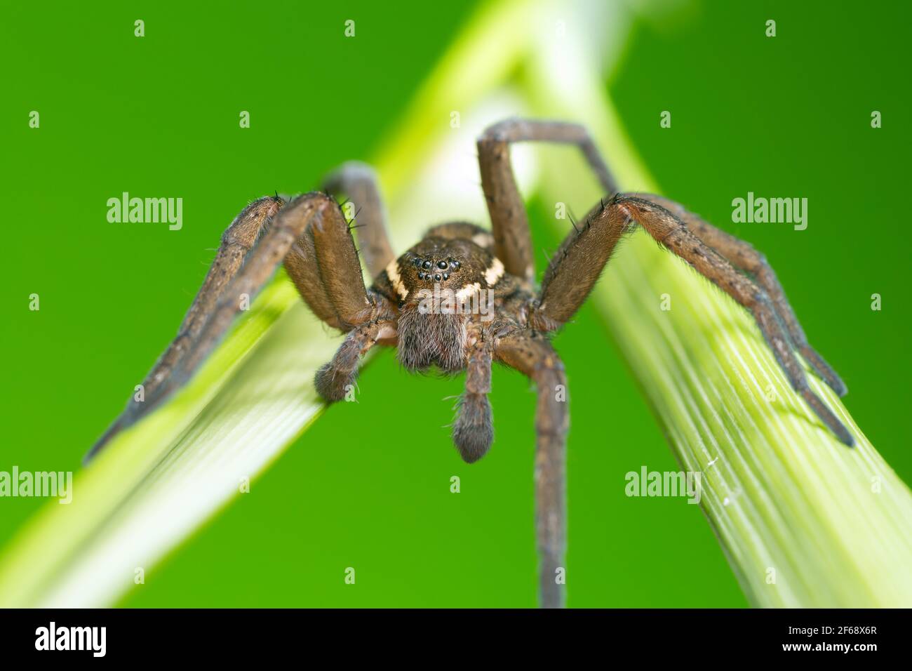 Jesus spider hi-res stock photography and images - Alamy