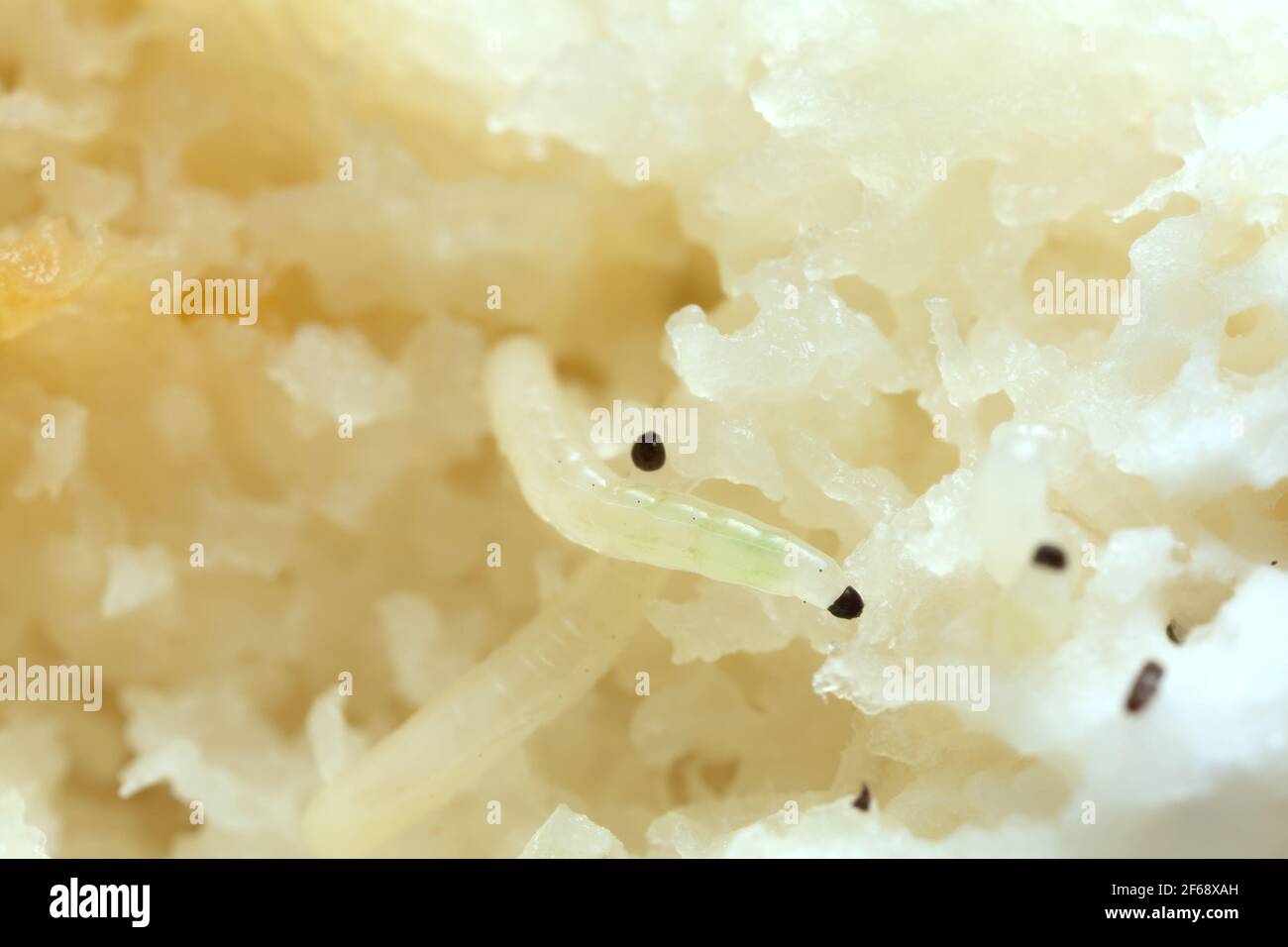 Fungus gnat larva hi-res stock photography and images - Alamy