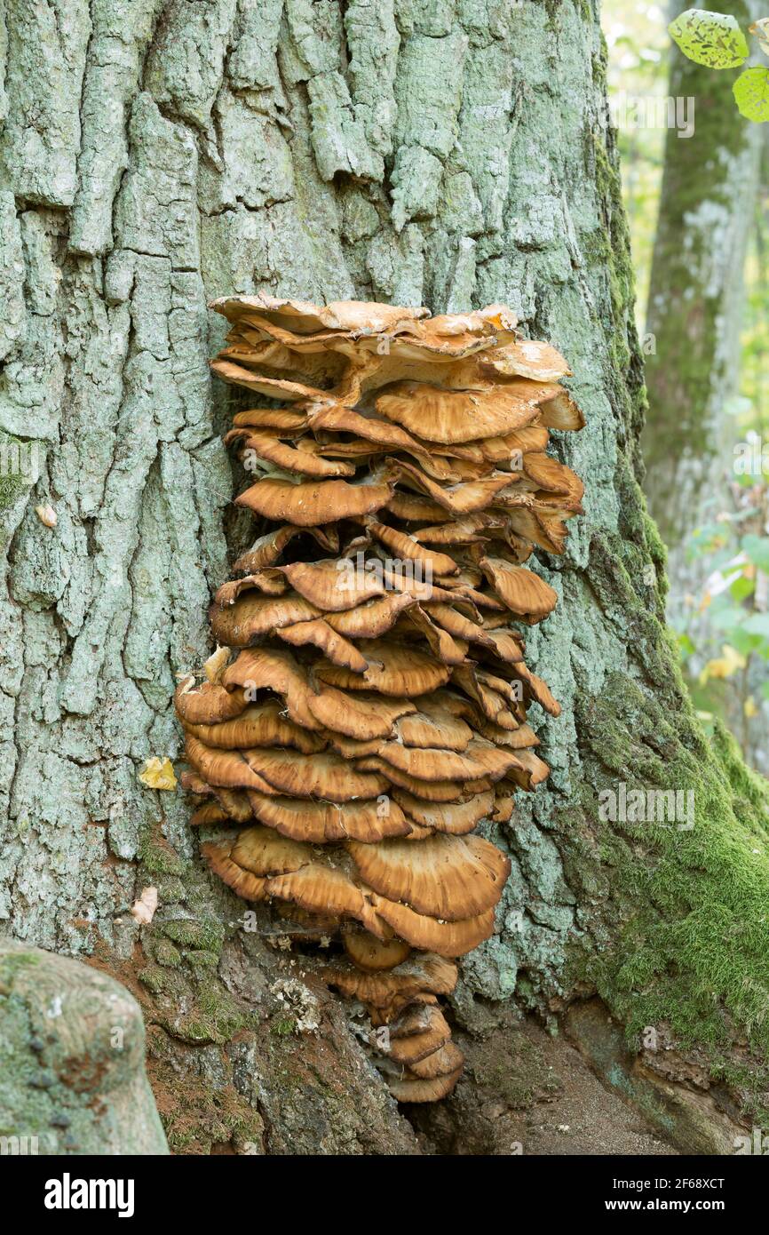 Oak polypore hi-res stock photography and images - Alamy