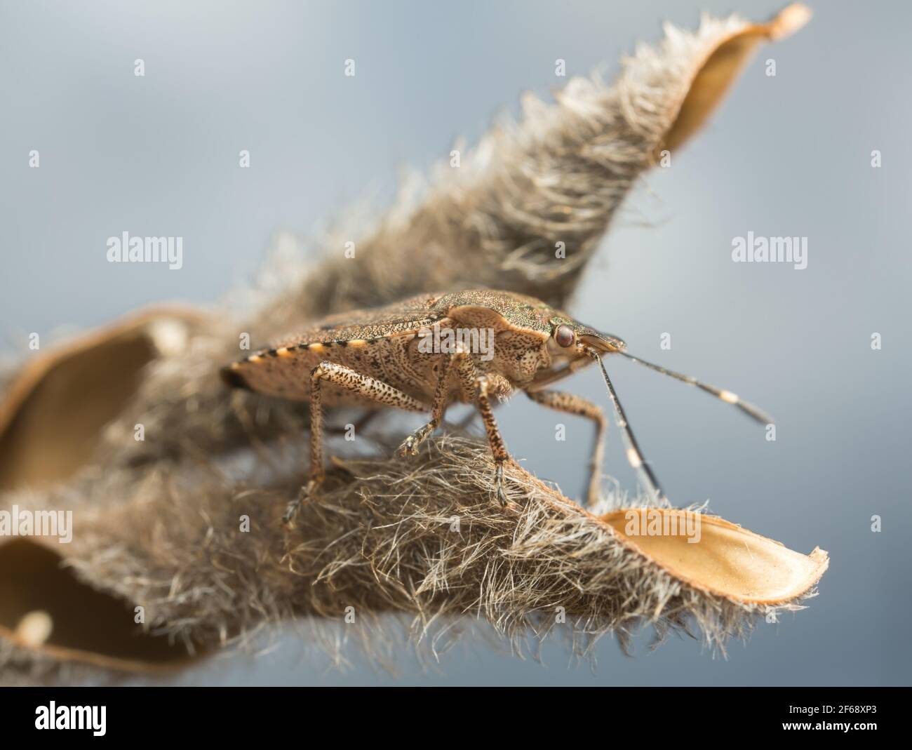 Bronze shieldbug, Troilus luridus Stock Photo - Alamy