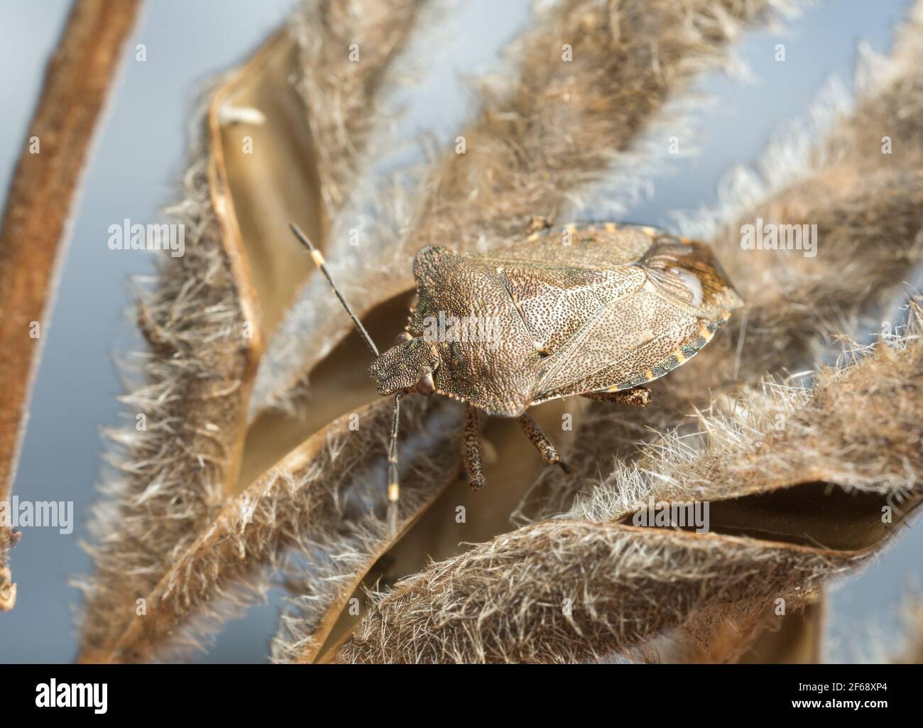 Shieldbug image hi-res stock photography and images - Alamy