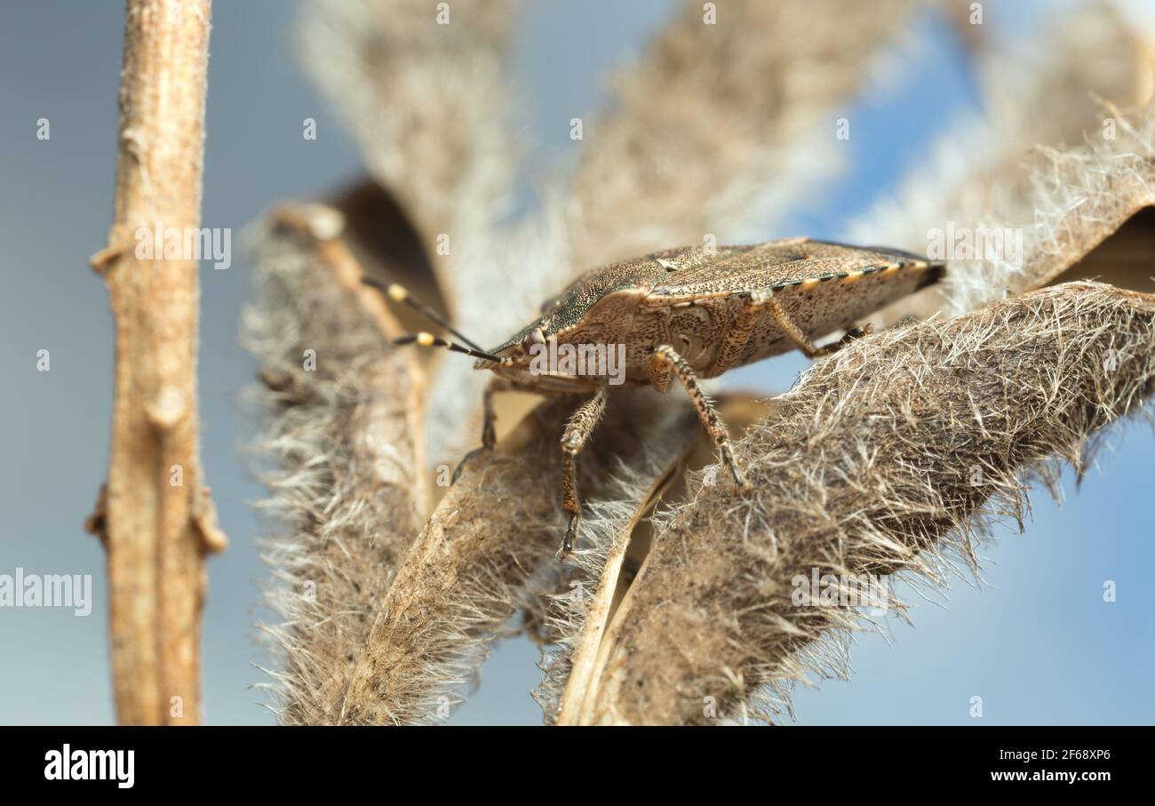 Bronze shieldbug, Troilus luridus Stock Photo - Alamy