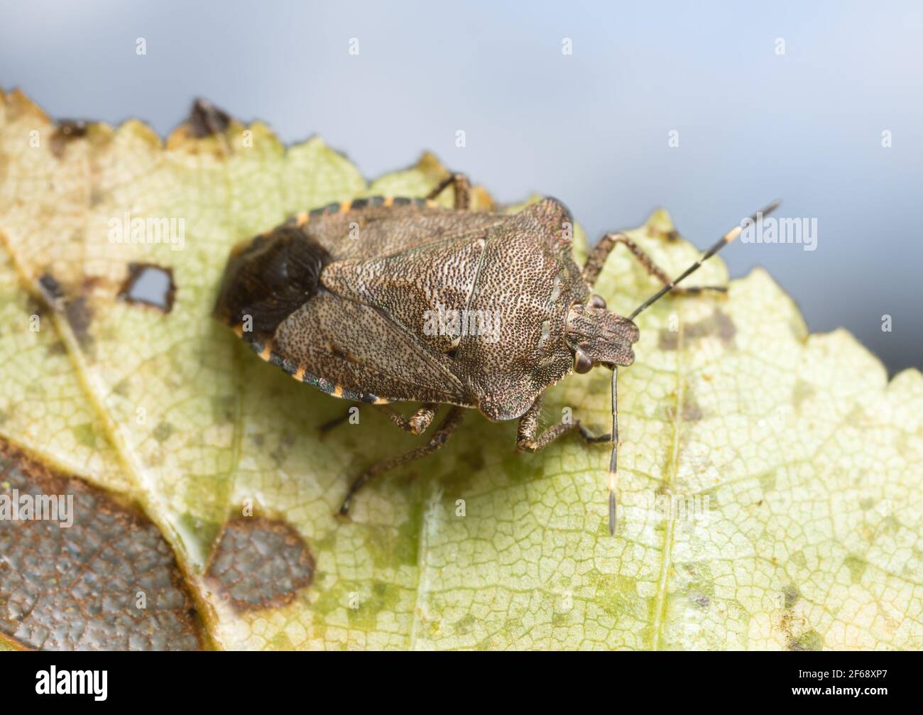 Shieldbug image hi-res stock photography and images - Alamy