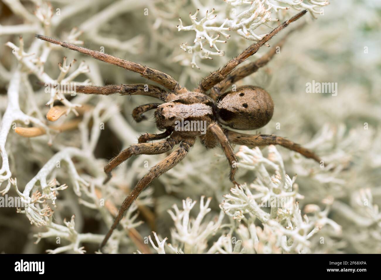 Lichen spider hi-res stock photography and images - Alamy