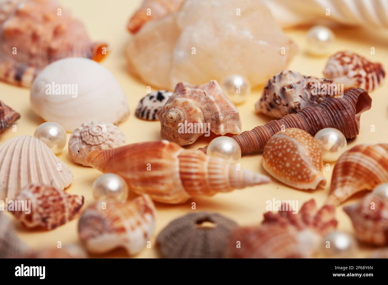 a lot of different empty sea shells on yellow background, macro details ...