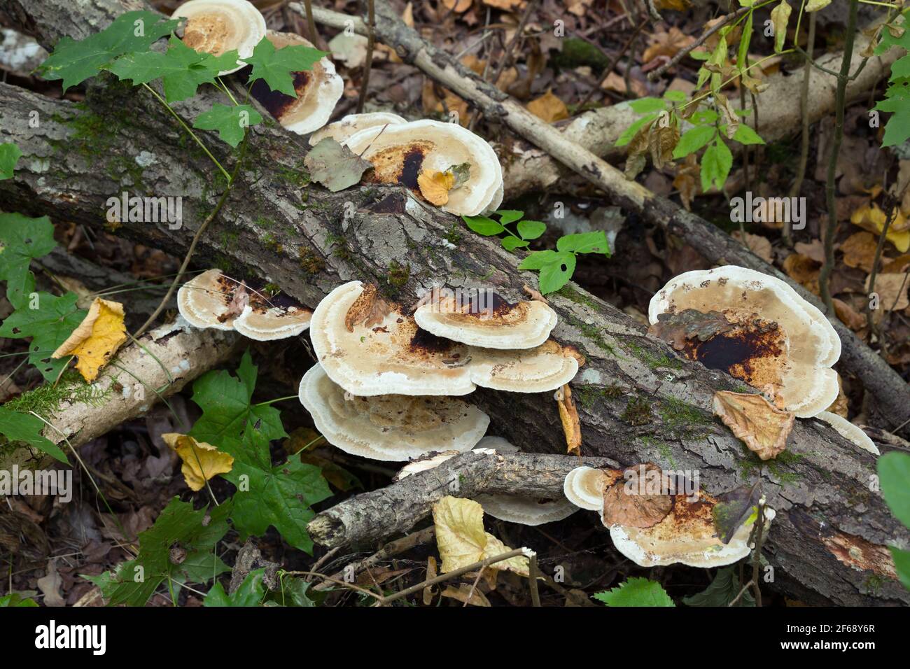 Thin walled maze polypore, Daedaleopsis confragosa growing on sallow ...
